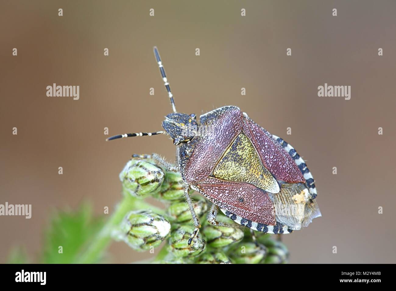 Sloe bug, Dolycoris baccarum, is a species of shield bug in the family ...
