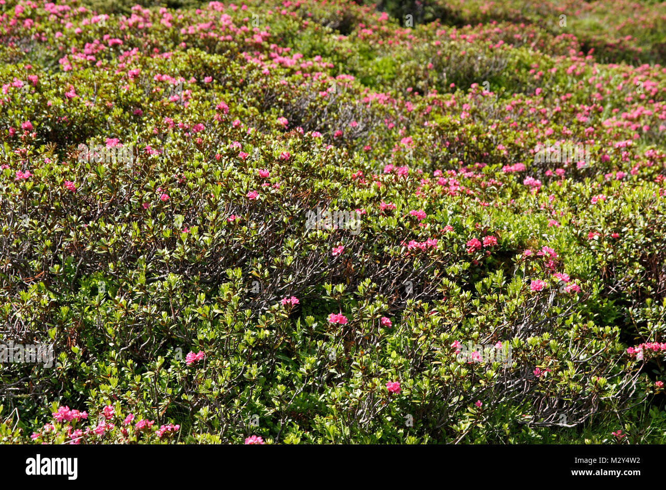 Mountain roses, Alpine roses, Alpenrose, Almrausch Stock Photo - Alamy