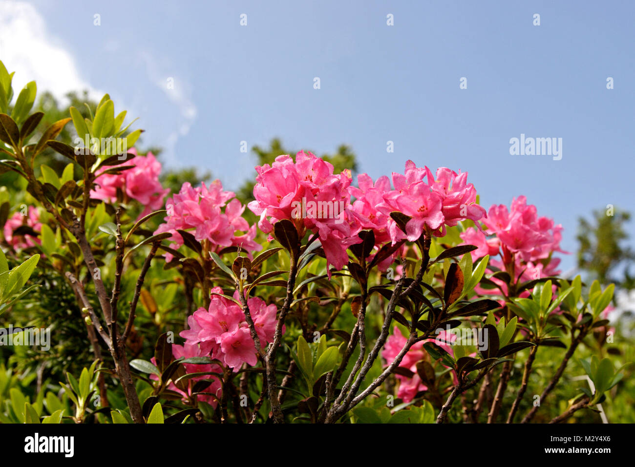 Mountain roses, Alpine roses, Alpenrose, Almrausch Stock Photo - Alamy