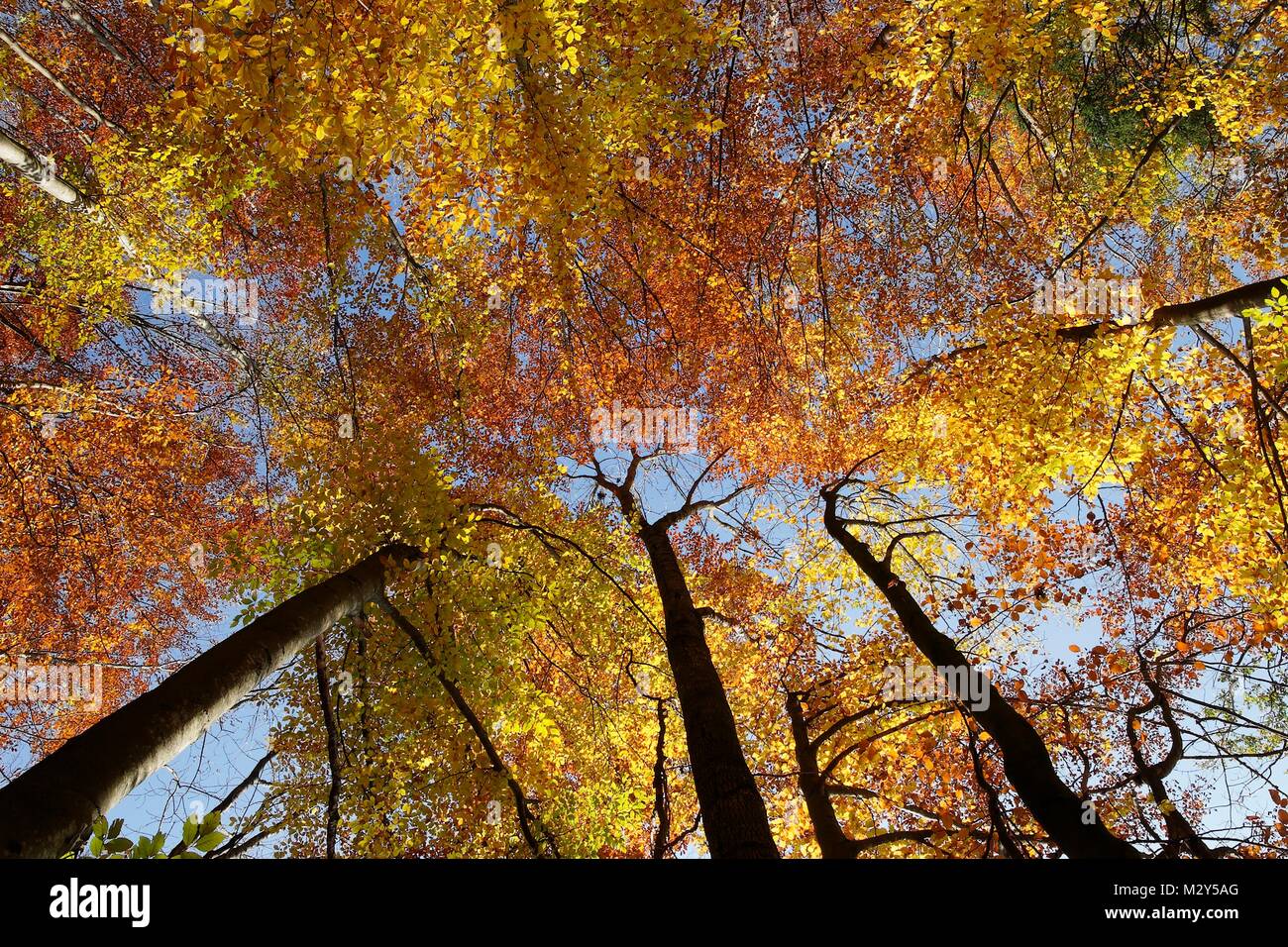 Broadleaf trees hi-res stock photography and images - Alamy