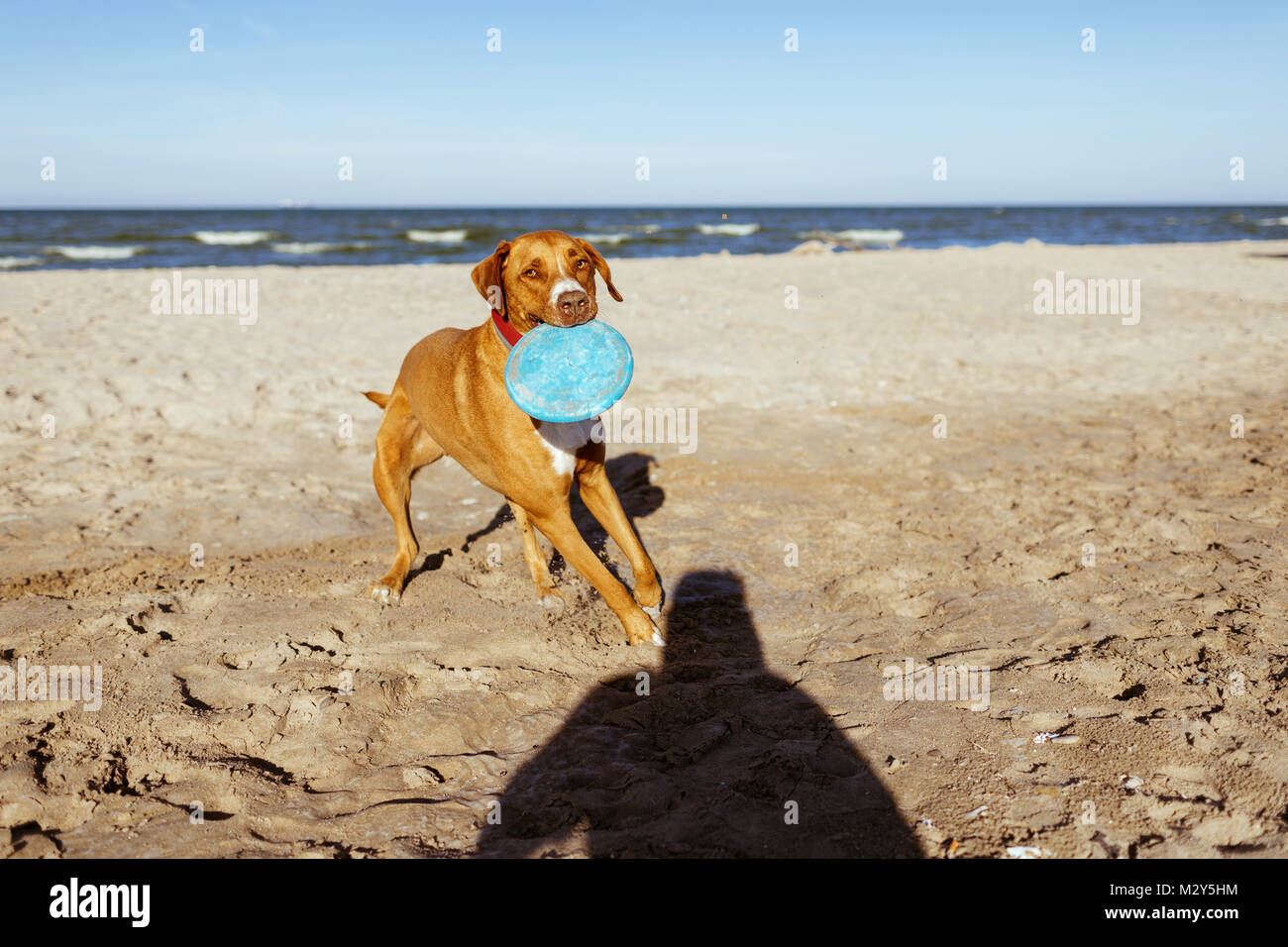 Dog playing frisbee hi-res stock photography and images - Alamy
