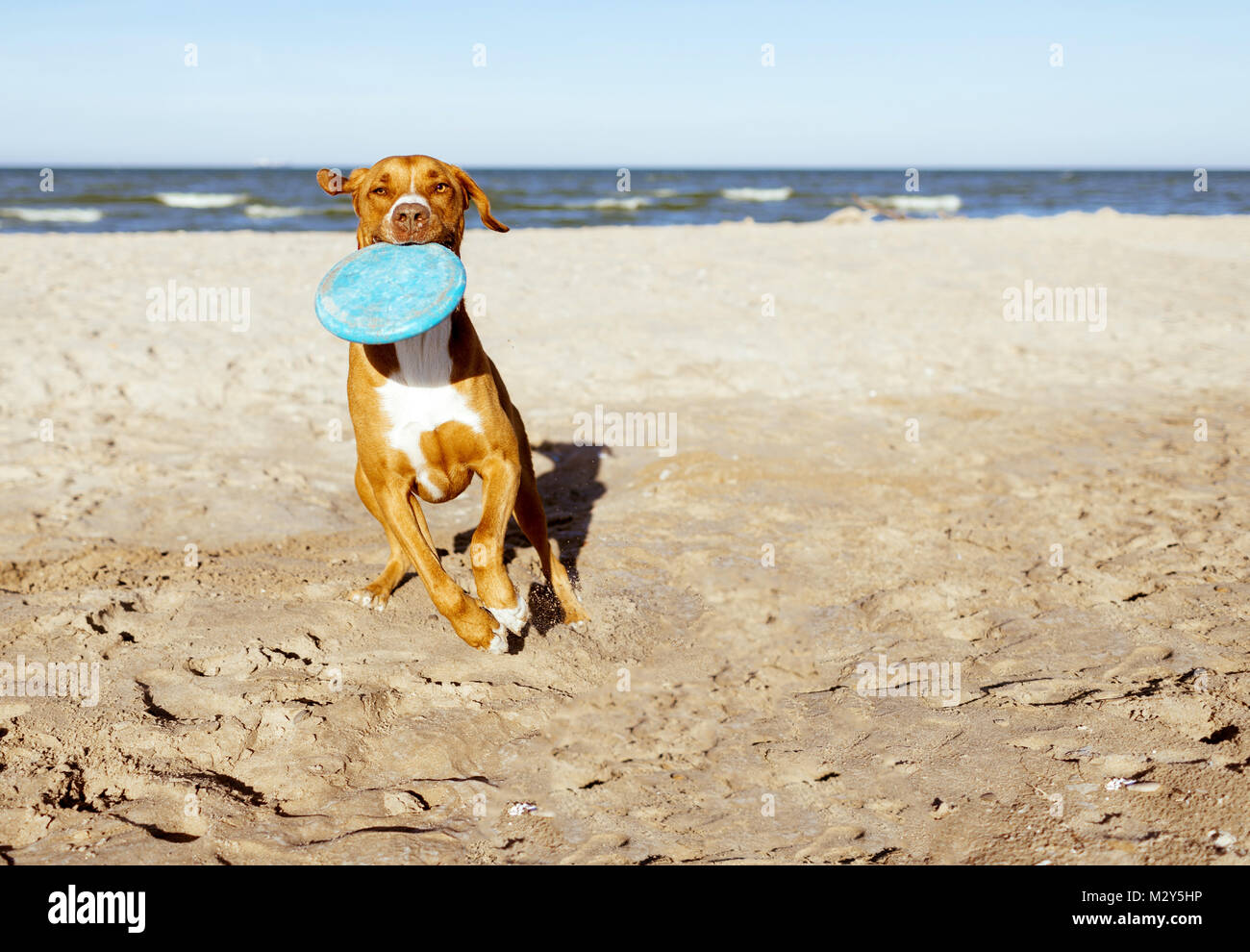 BROWN DOG PLAYING ON THE BEACH WITH A BLUE FRISBEE Stock Photo - Alamy