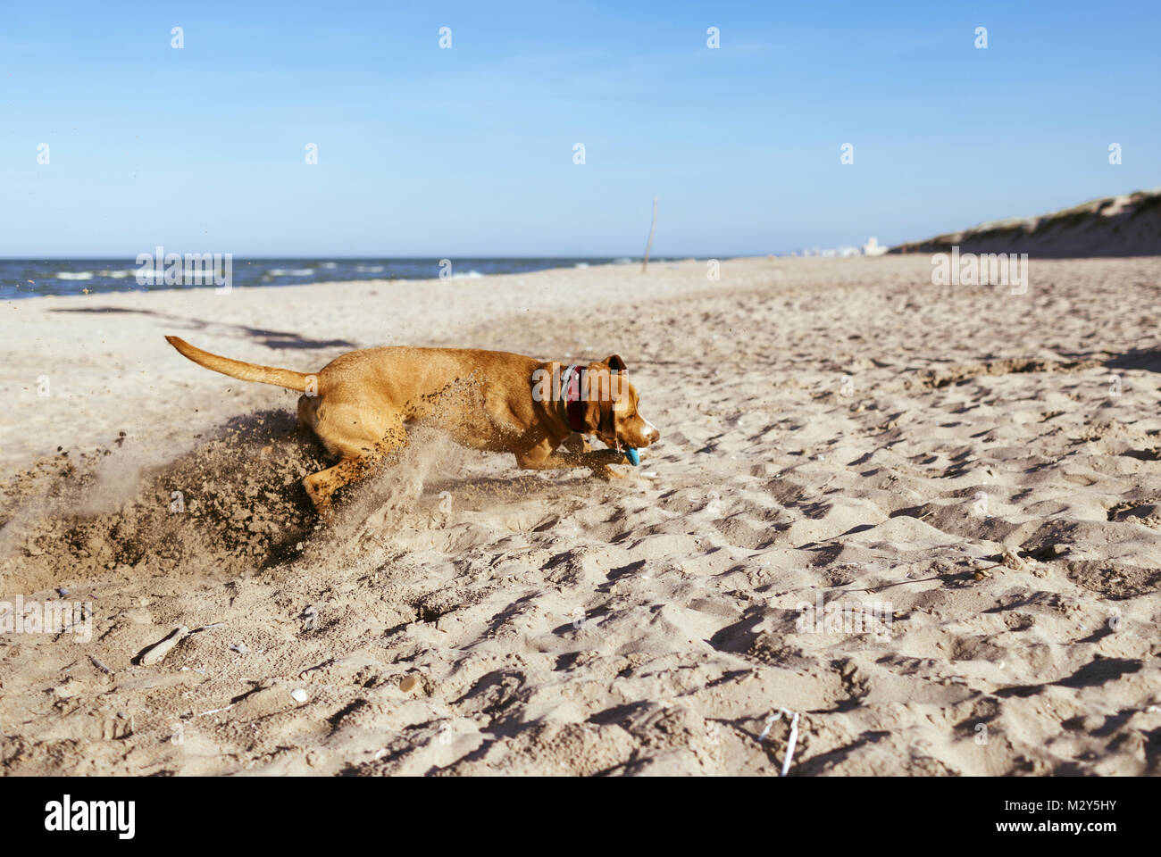 BROWN DOG PLAYING ON THE BEACH WITH A BLUE FRISBEE Stock Photo - Alamy