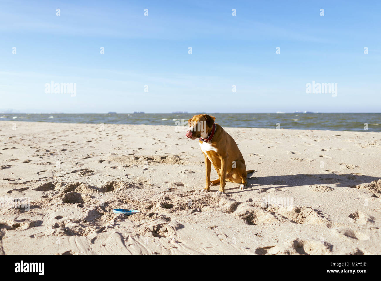 BROWN DOG PLAYING ON THE BEACH WITH A BLUE FRISBEE Stock Photo - Alamy