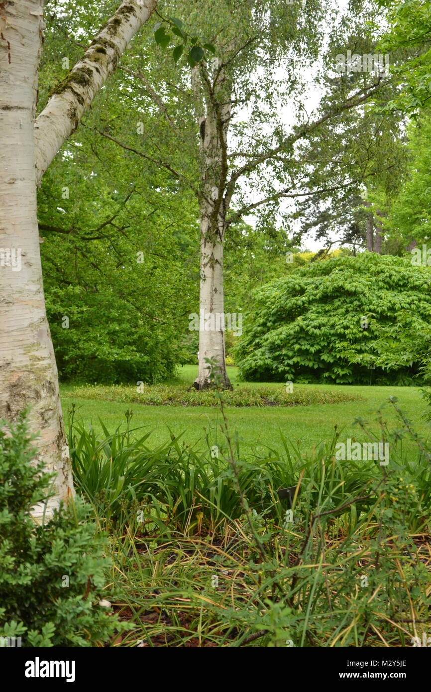 White trees hi-res stock photography and images - Alamy