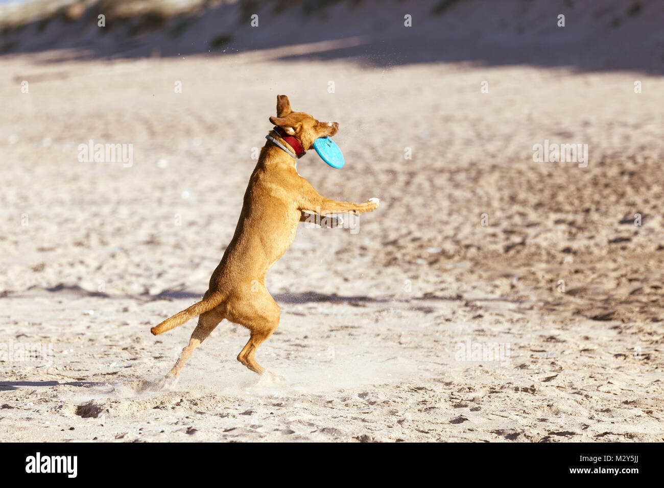 BROWN DOG PLAYING ON THE BEACH WITH A BLUE FRISBEE Stock Photo - Alamy