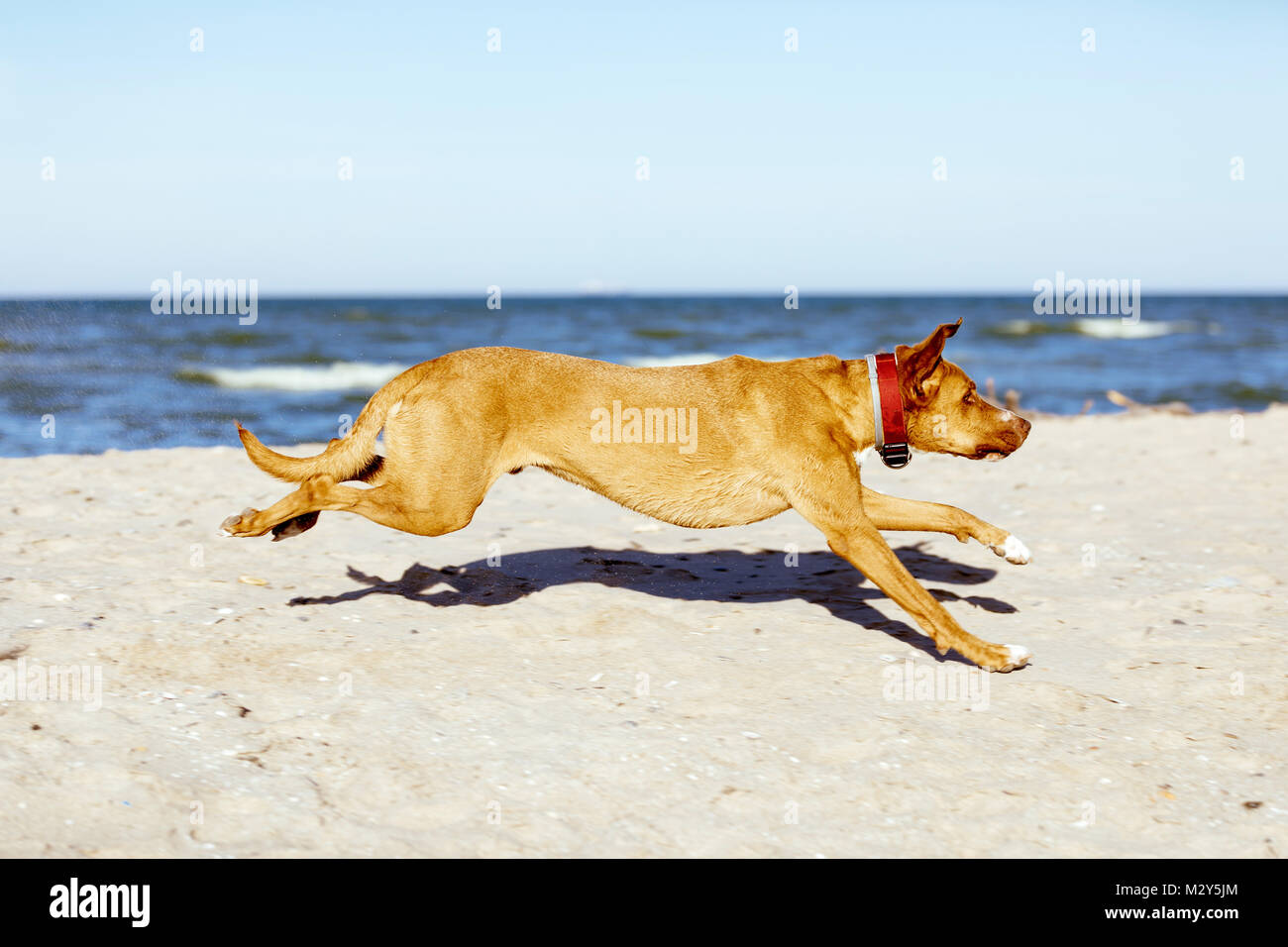 BROWN DOG PLAYING ON THE BEACH WITH A BLUE FRISBEE Stock Photo - Alamy