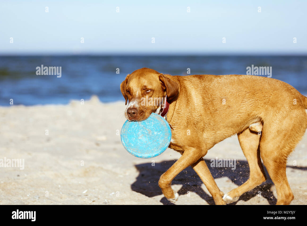 BROWN DOG PLAYING ON THE BEACH WITH A BLUE FRISBEE Stock Photo - Alamy