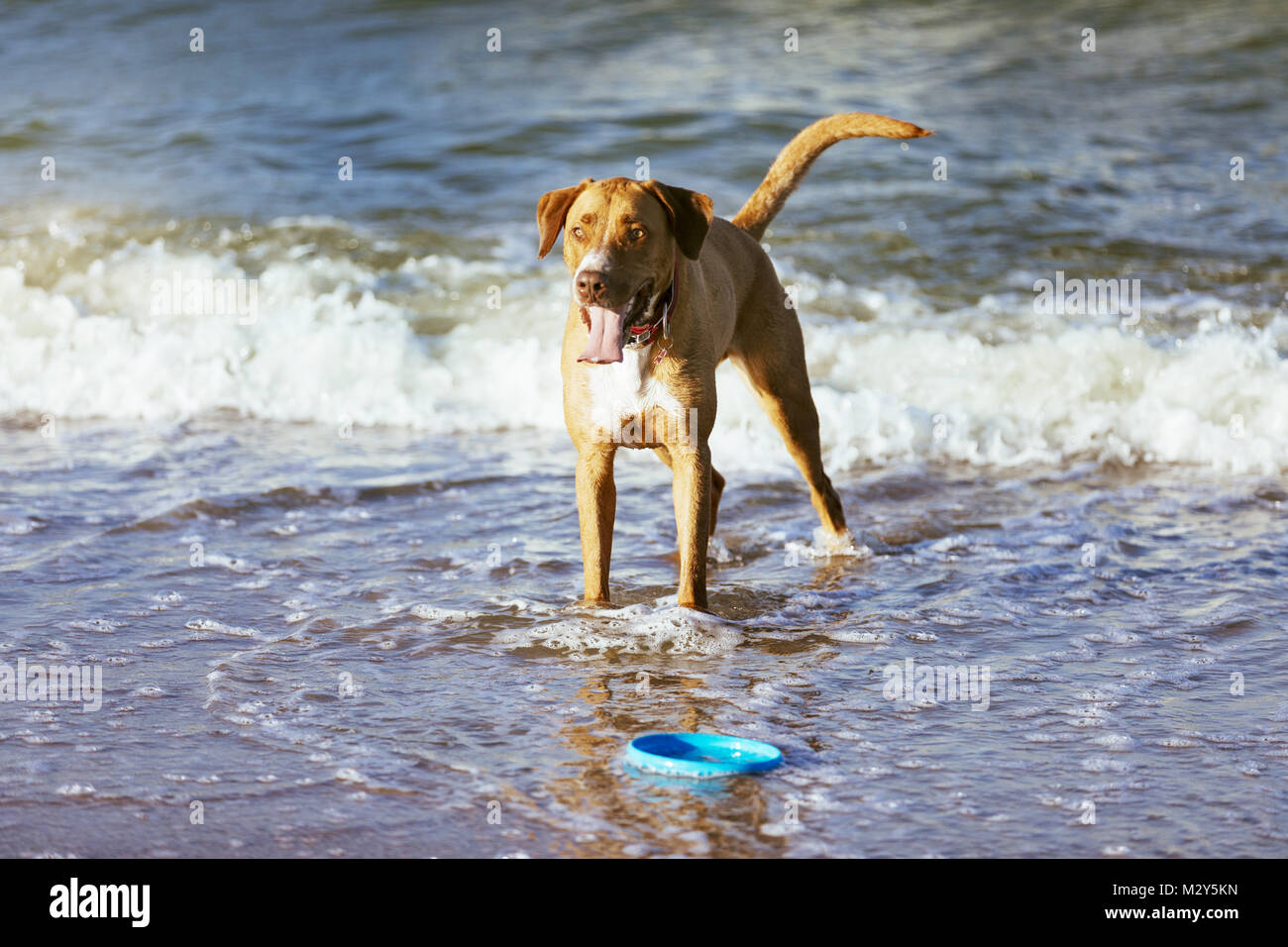 Beach frisbee hi-res stock photography and images - Alamy