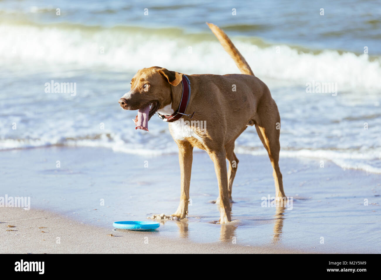 BROWN DOG PLAYING ON THE BEACH WITH A BLUE FRISBEE Stock Photo - Alamy