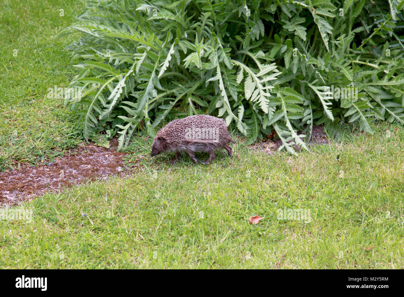 A hedgehog walking down a garden path Stock Photo - Alamy