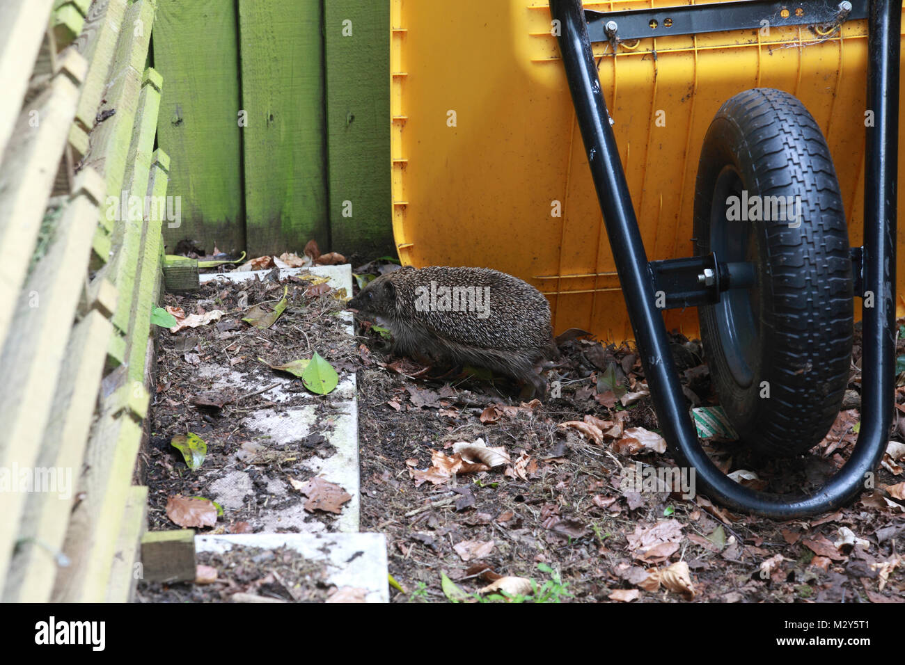 A hedgehog amongst leaves by compost bins Stock Photo - Alamy
