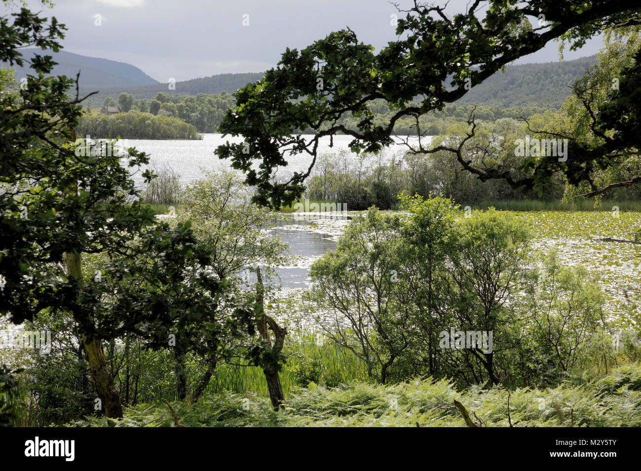 Loch Kinord in the Muir of Dinnet National Nature Reserve near Ballater ...
