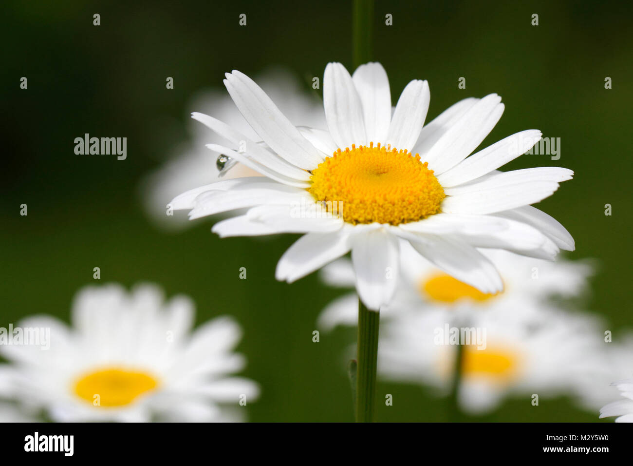 Marguerites bloom hi-res stock photography and images - Alamy
