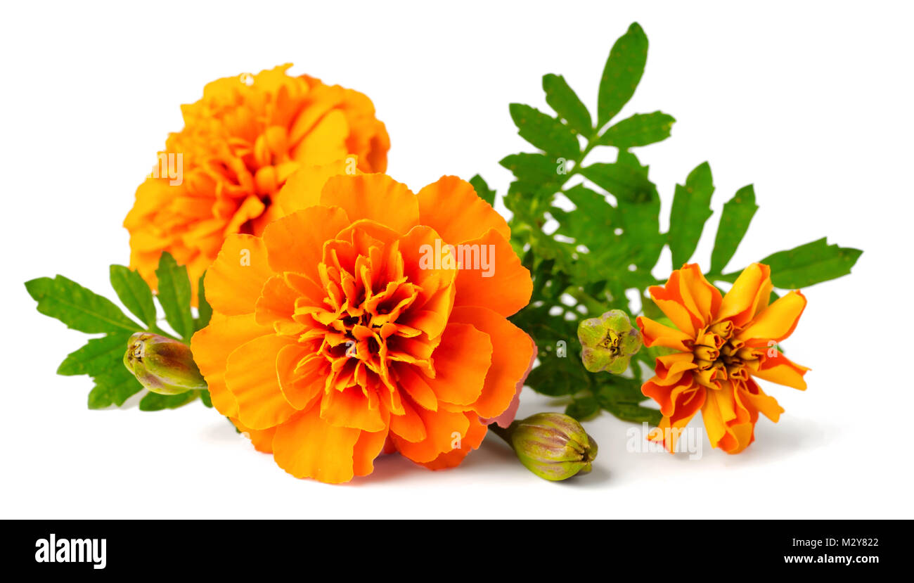 closeup of fresh marigold flower isolated on white Stock Photo - Alamy