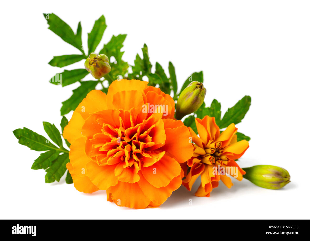 Marigold flower head hi-res stock photography and images - Alamy
