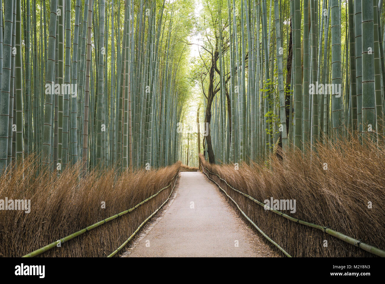 Sunlight through trees japanese hi-res stock photography and images - Alamy