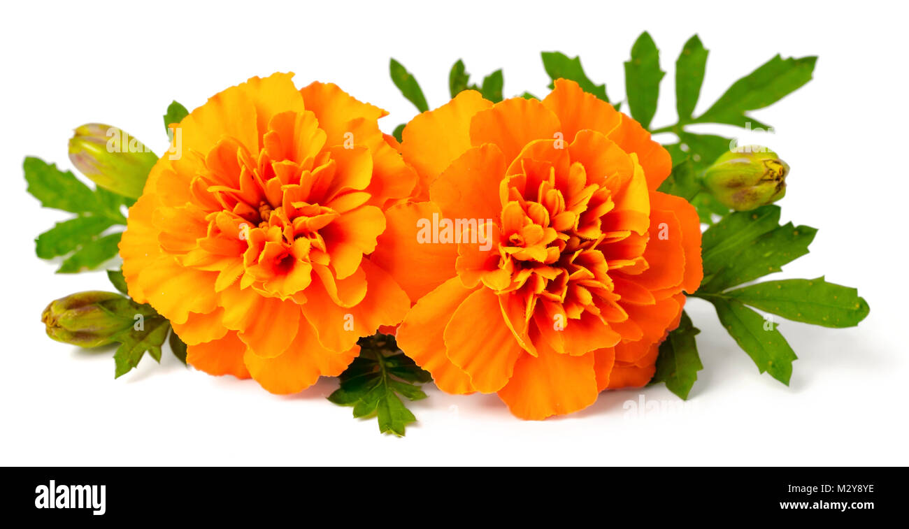 closeup of fresh marigold flower isolated on white Stock Photo - Alamy