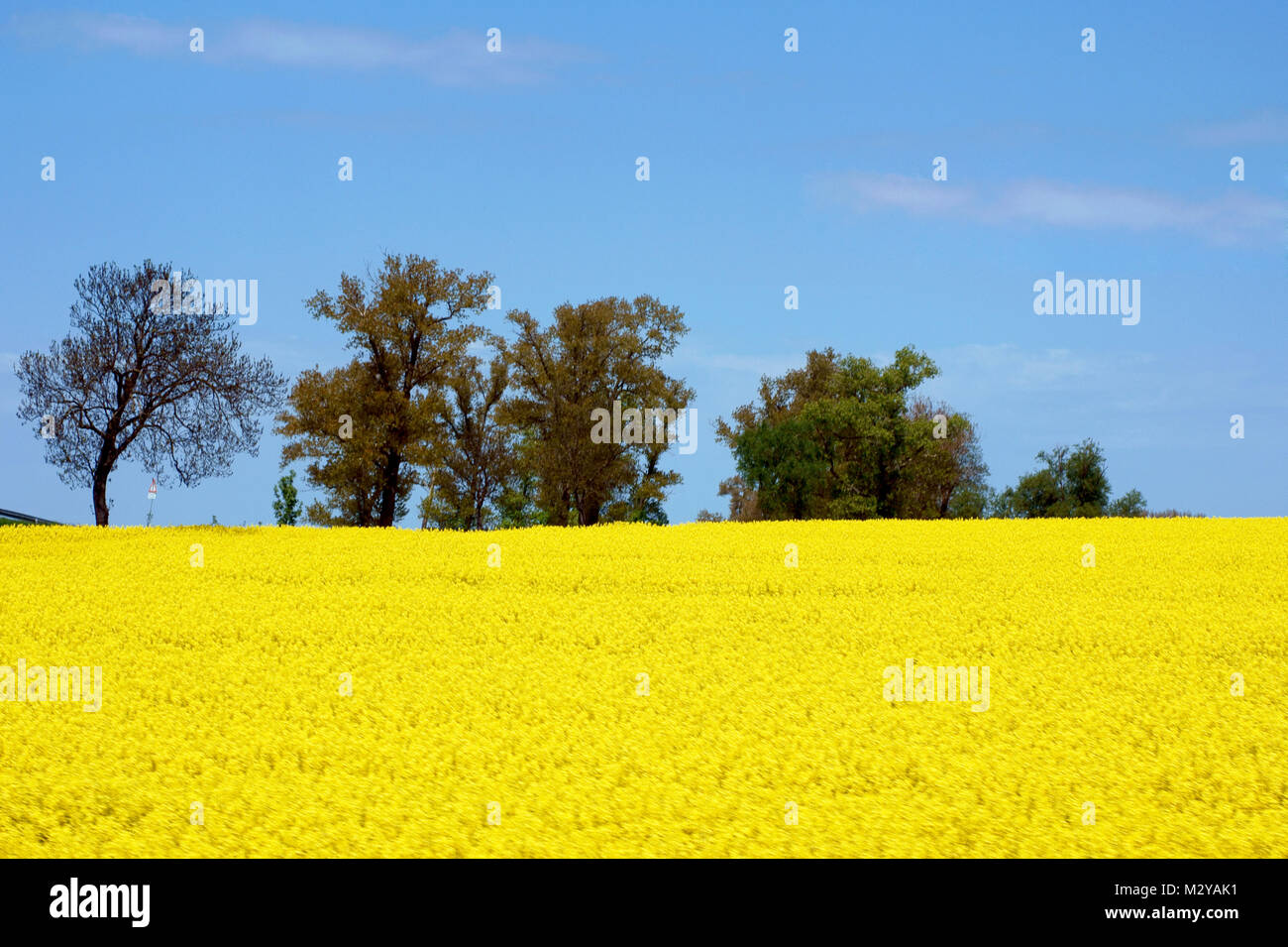 Gelber raps hi-res stock photography and images - Alamy