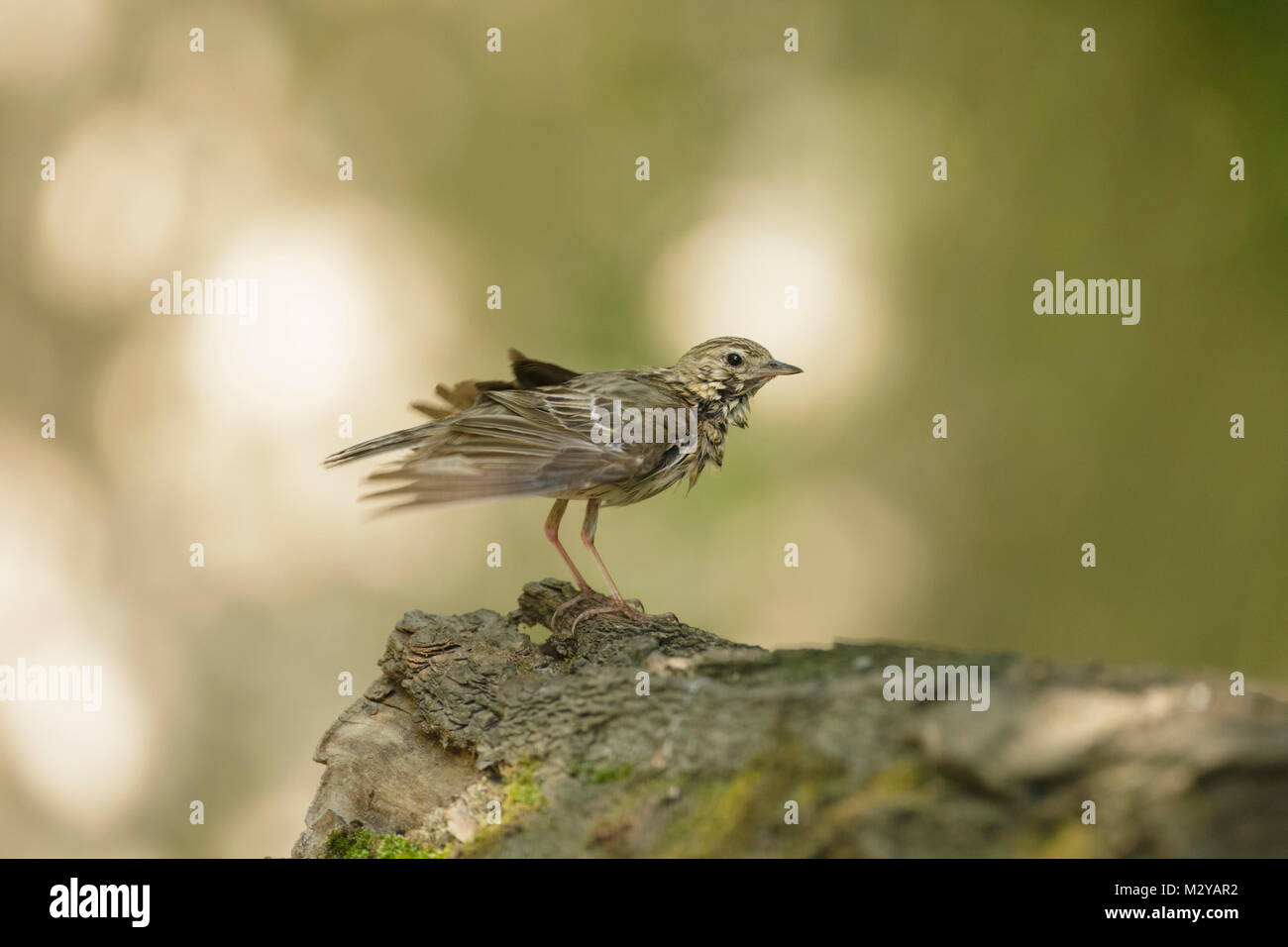 Eurasian tree pipit hi-res stock photography and images - Alamy