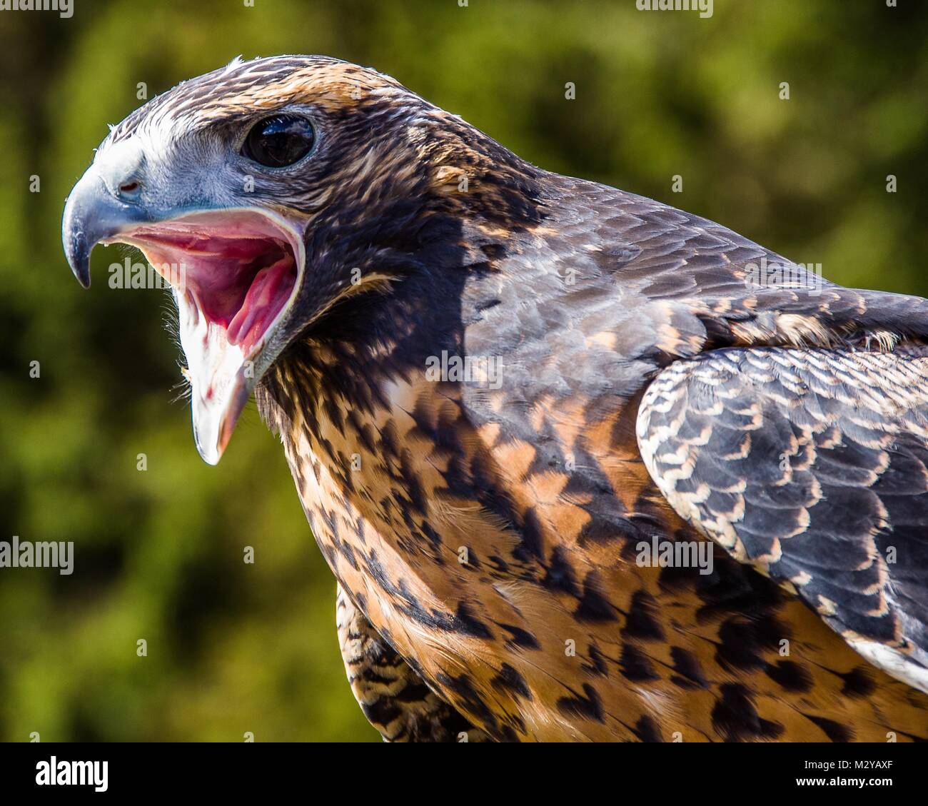 Big beaked bird hi-res stock photography and images - Alamy