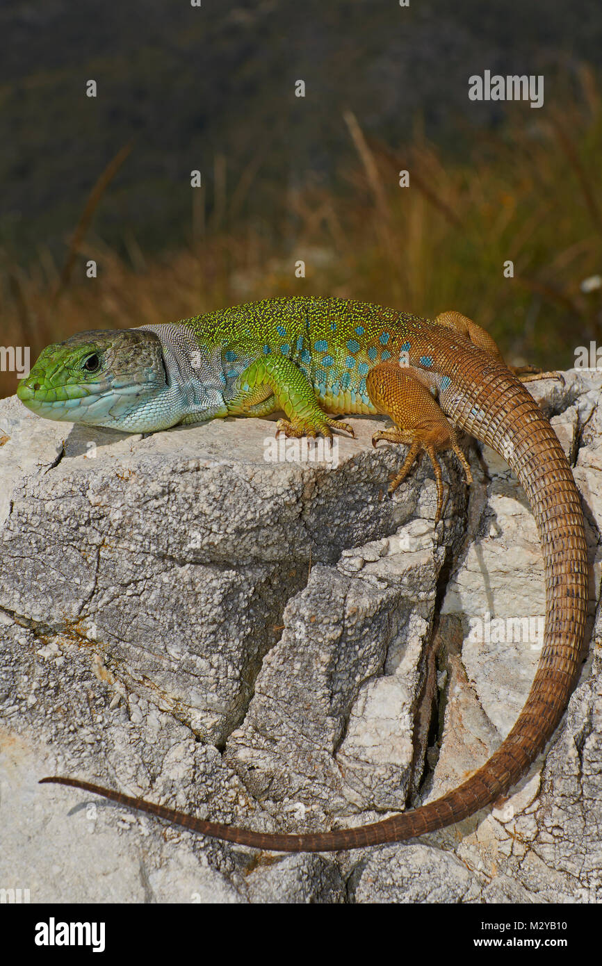 Ocellated lizard (Lacerta lepida), Timon Lepidus, Benalmadena, Malaga ...