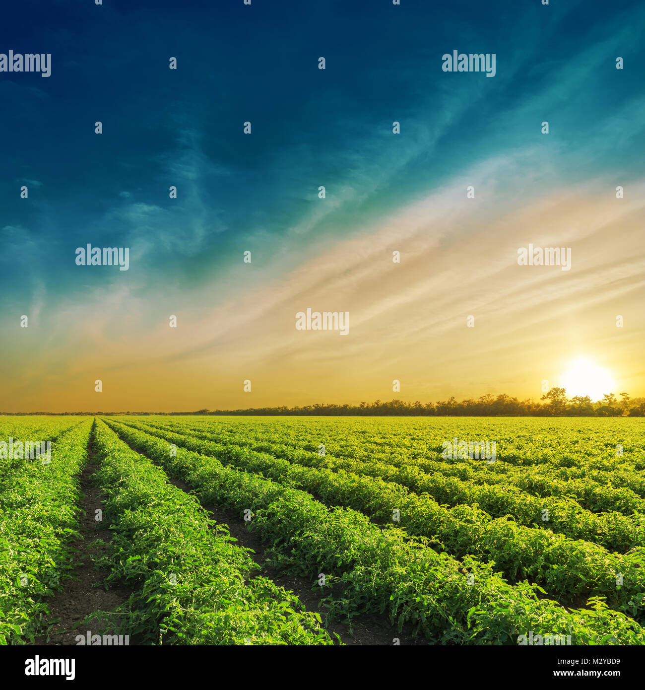 Sunset over potato field hi-res stock photography and images - Alamy