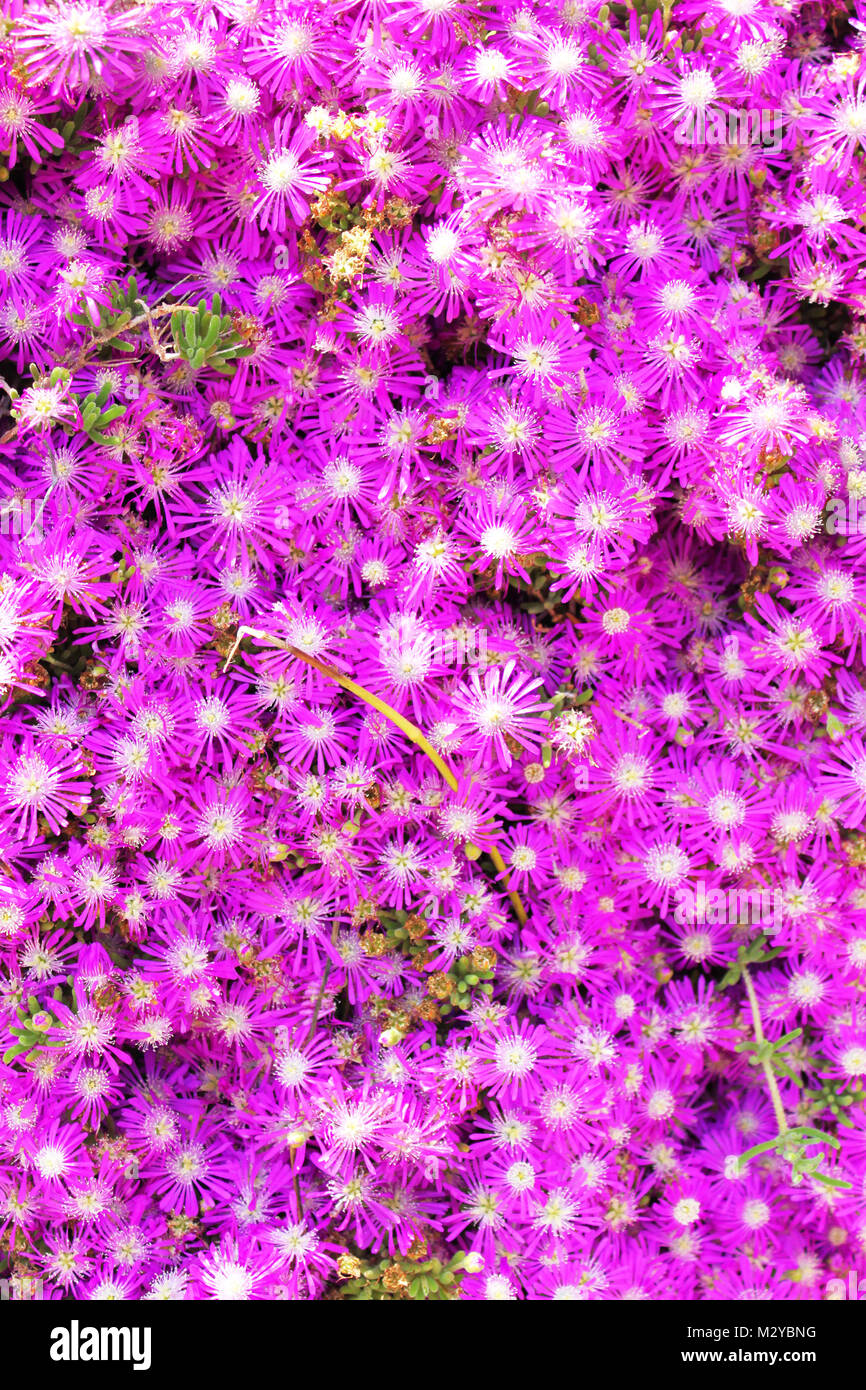 Small pink flowers background Stock Photo - Alamy