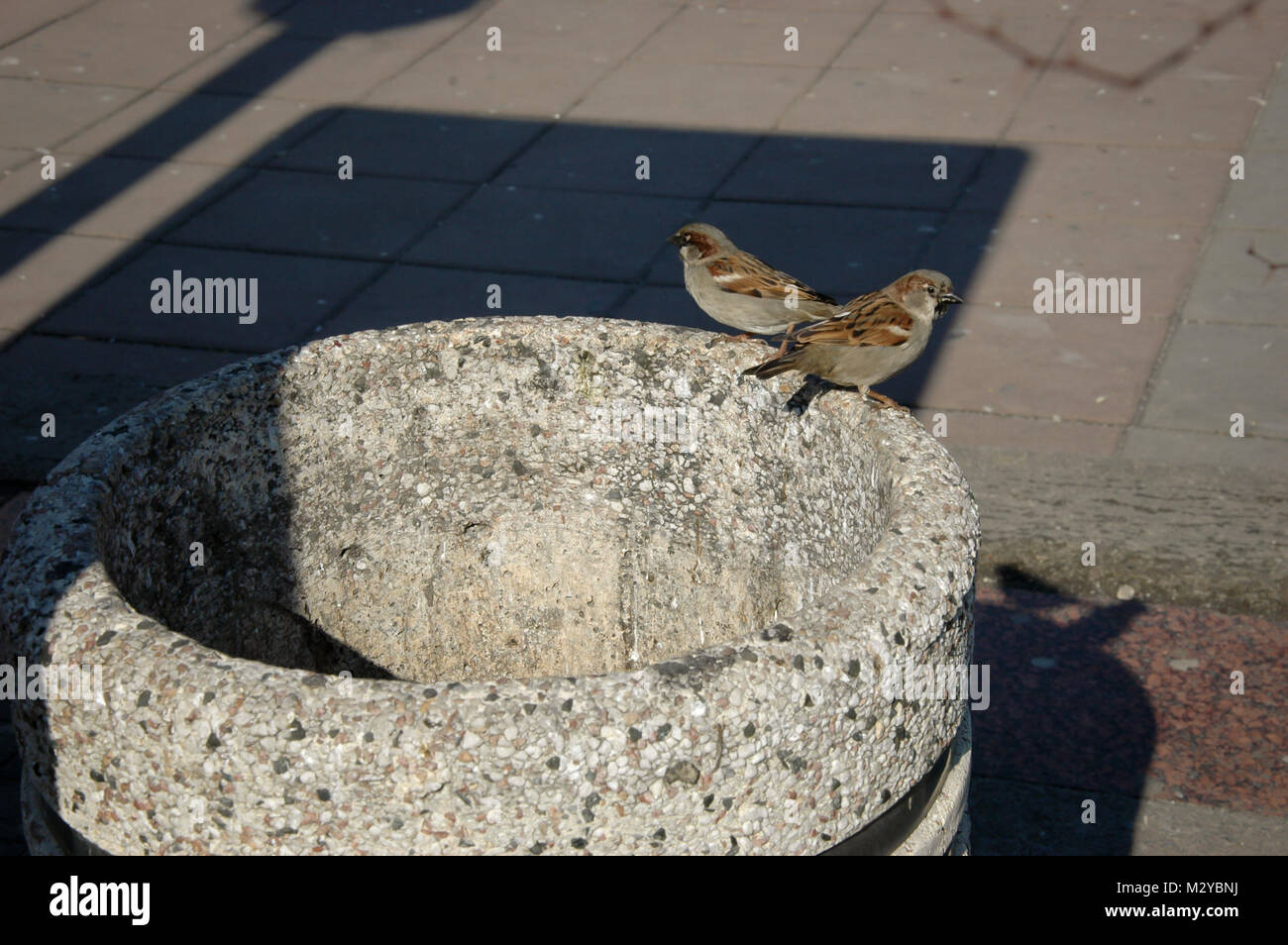 two sparrows on stone trash can on street, urban scene with shadows ...