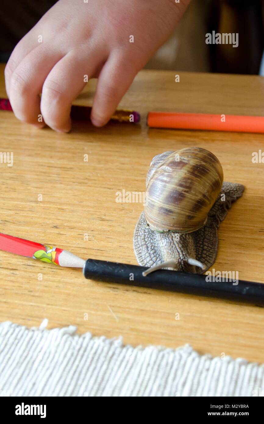 Little finger snail hi-res stock photography and images - Alamy