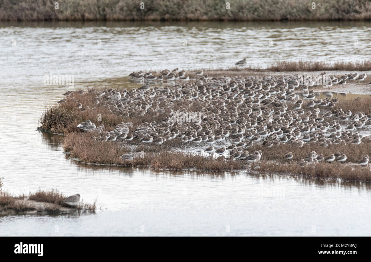 Mixed flock consisting mainly of roosting Dunlin (Calidris alpina) and ...