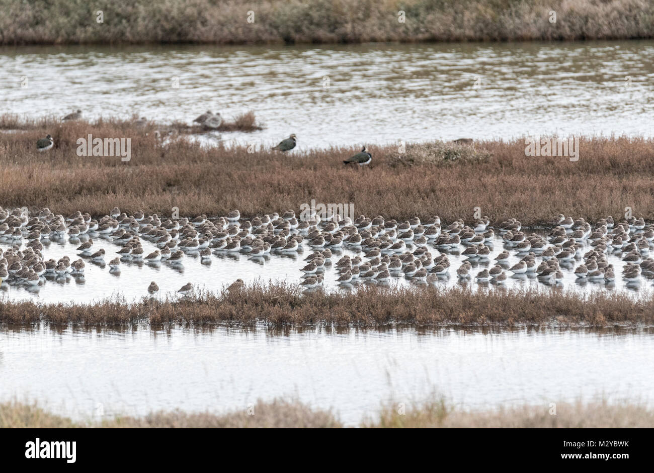 Mixed flock consisting mainly of roosting Dunlin (Calidris alpina) and ...