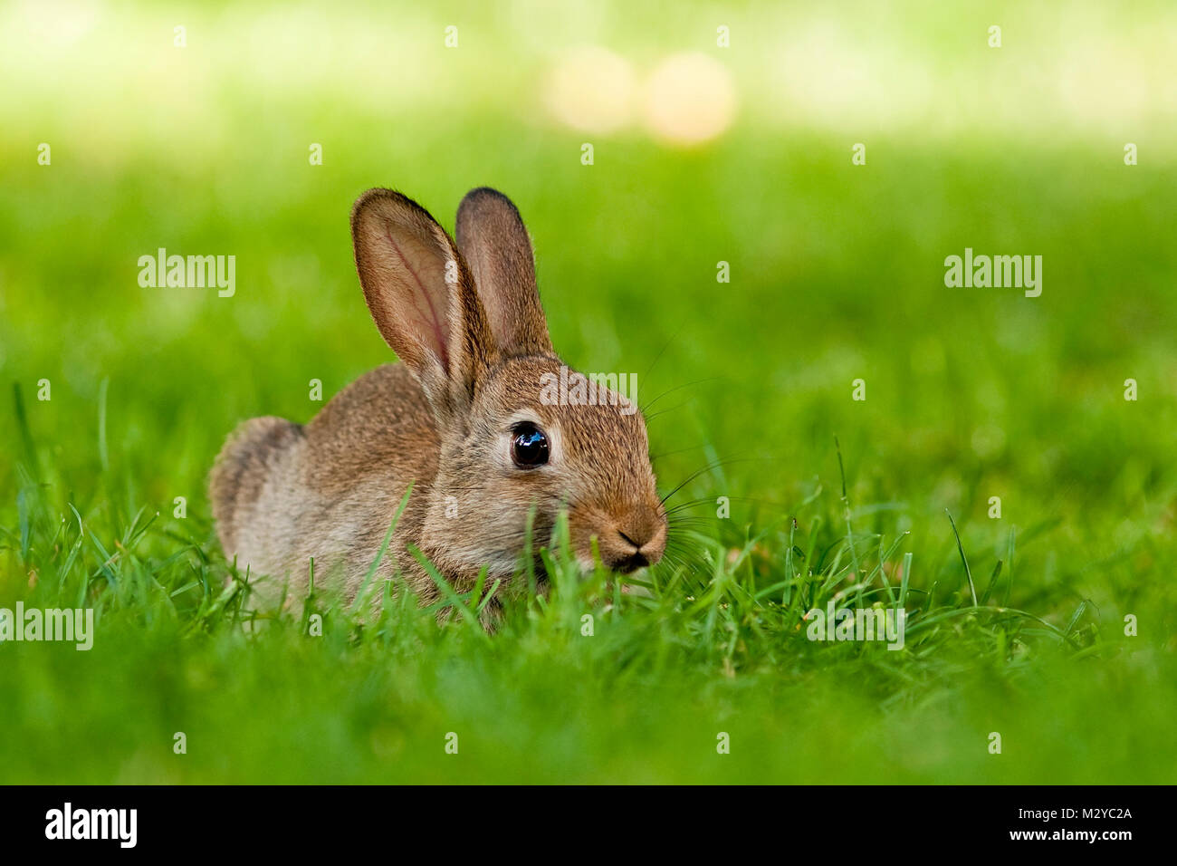 Wildkaninchen (Oryctolagus cuniculus Stock Photo - Alamy