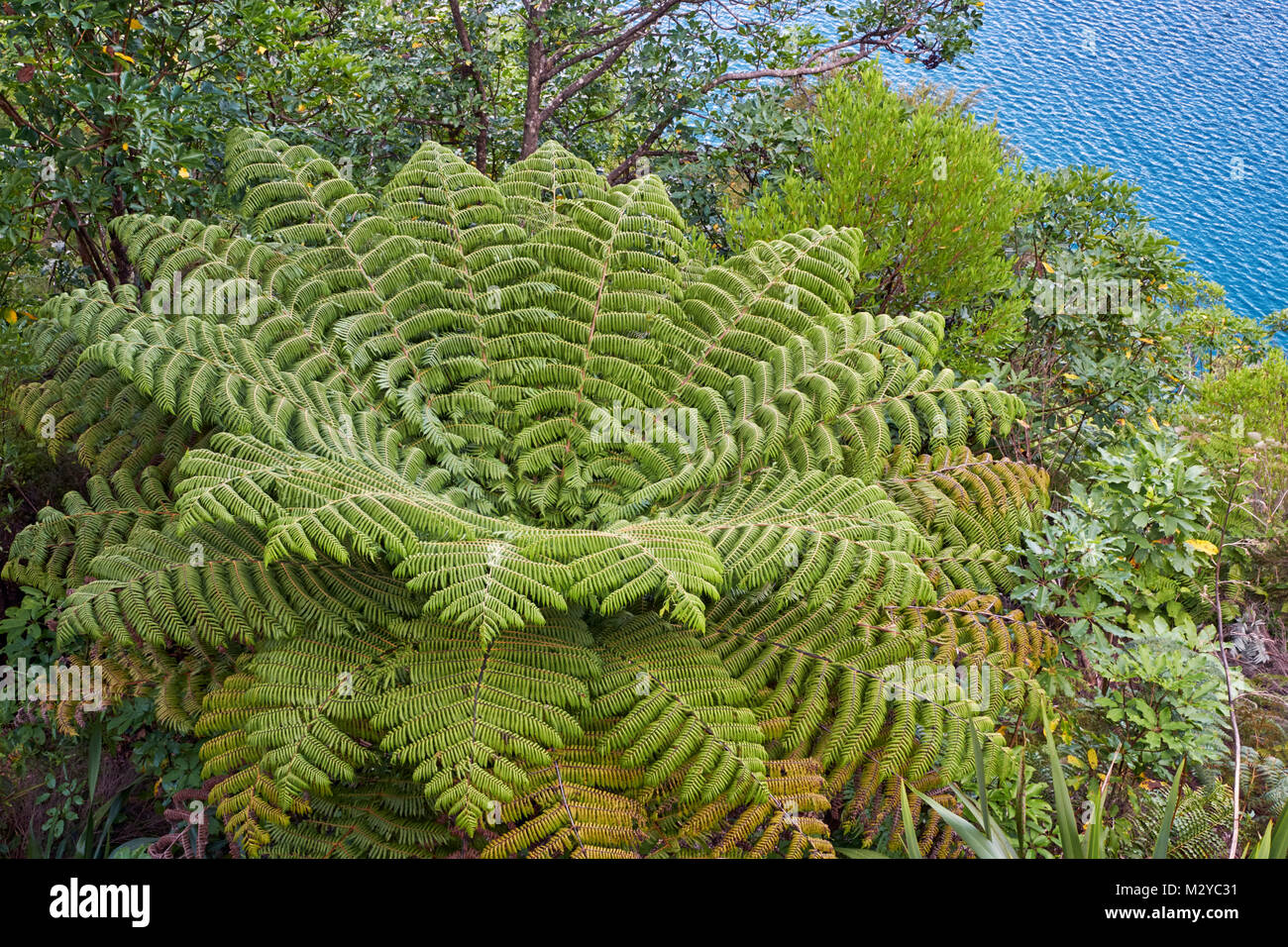 Silver Tree Fern above Double Cove. Marlborough Sounds, Marlborough ...