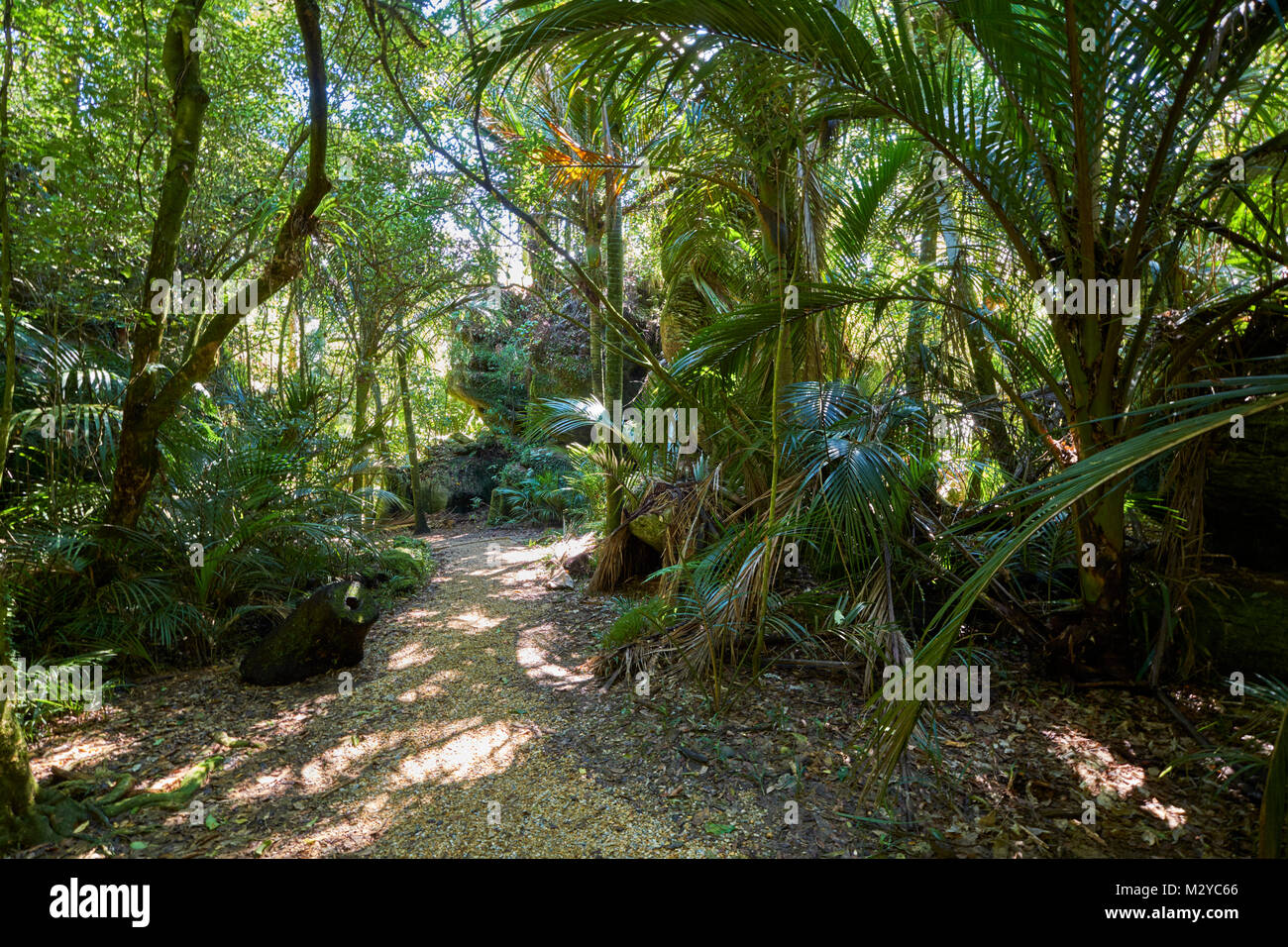 The Grove Scenic Reserve. Clifton, Nelson Tasman, New Zealand Stock ...