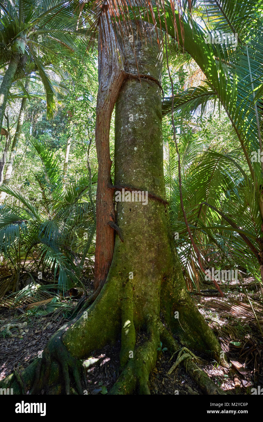 Nikau Palm Tree High Resolution Stock Photography and Images - Alamy