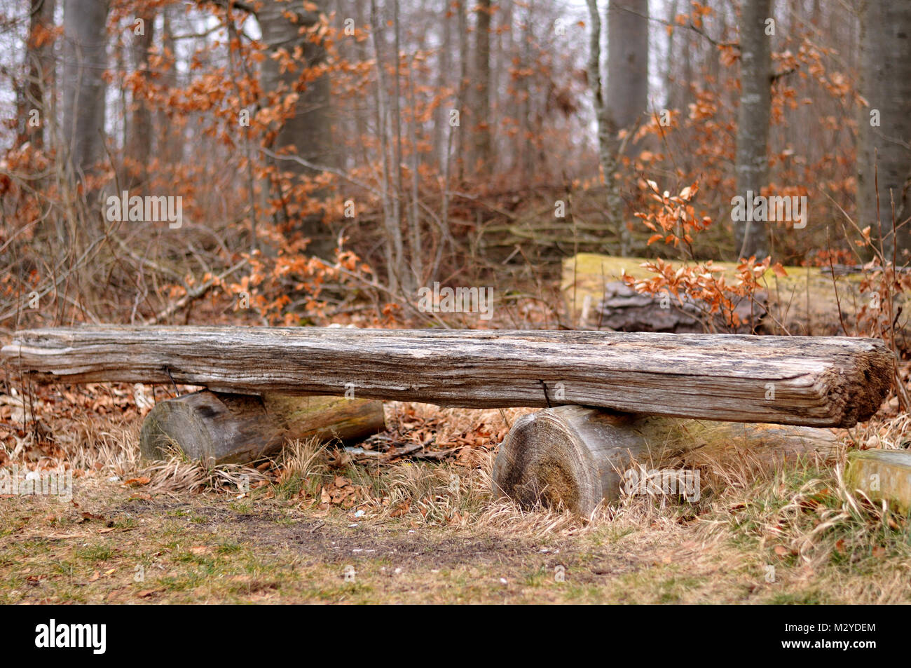 wooden bench in forest Stock Photo - Alamy