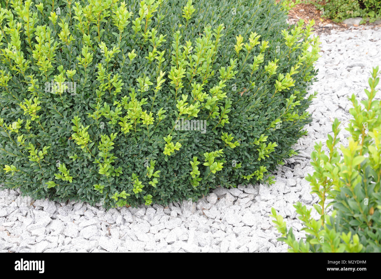 Box shrubs hi-res stock photography and images - Alamy