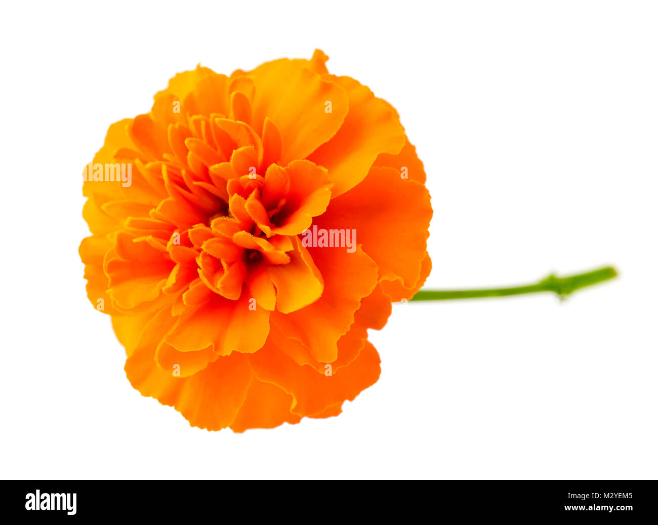 closeup of fresh marigold flower isolated on white Stock Photo - Alamy