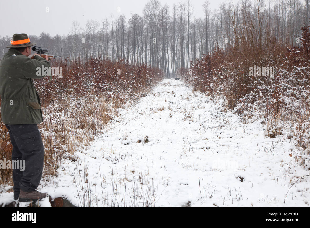 Hunter prepares to shoot wild boar. A hunter is just shooting a wild ...