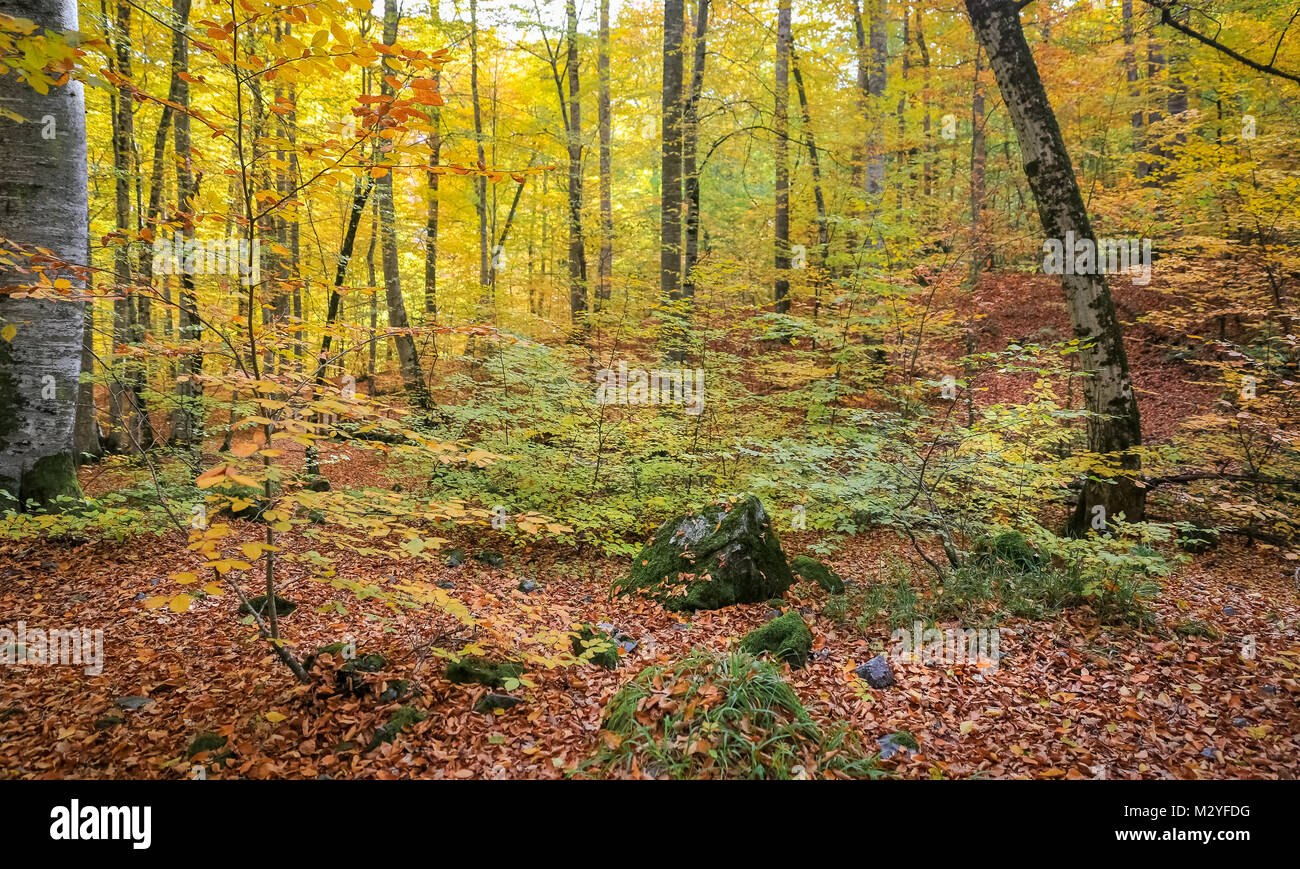 Forest in Yedigoller National Park, Bolu, Turkey Stock Photo - Alamy