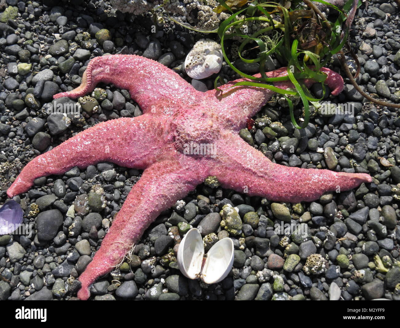 Pink Starfish on pebble beach Stock Photo - Alamy