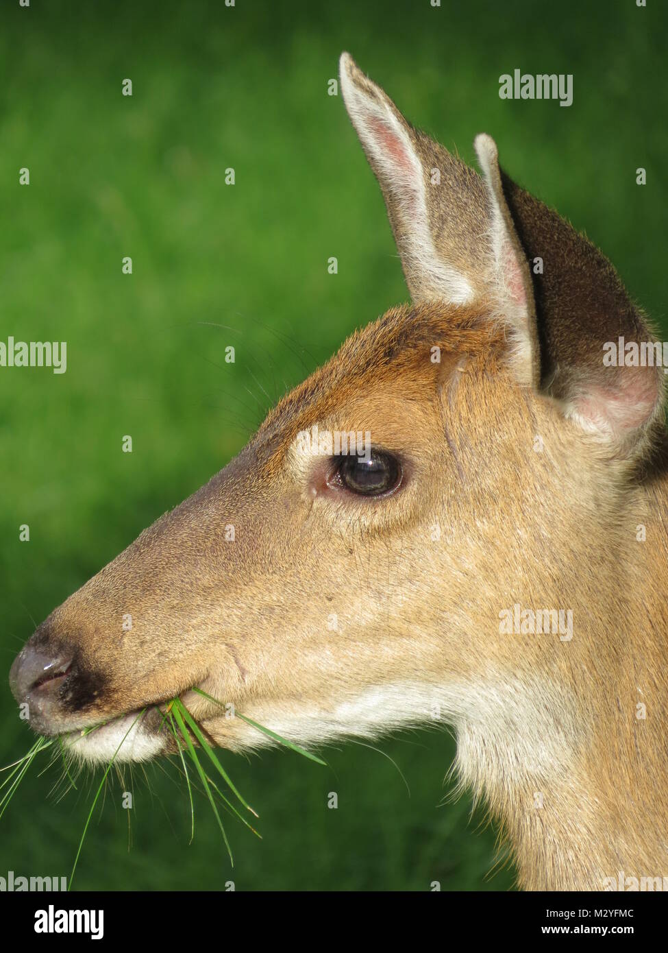 Female deer portrait Stock Photo - Alamy