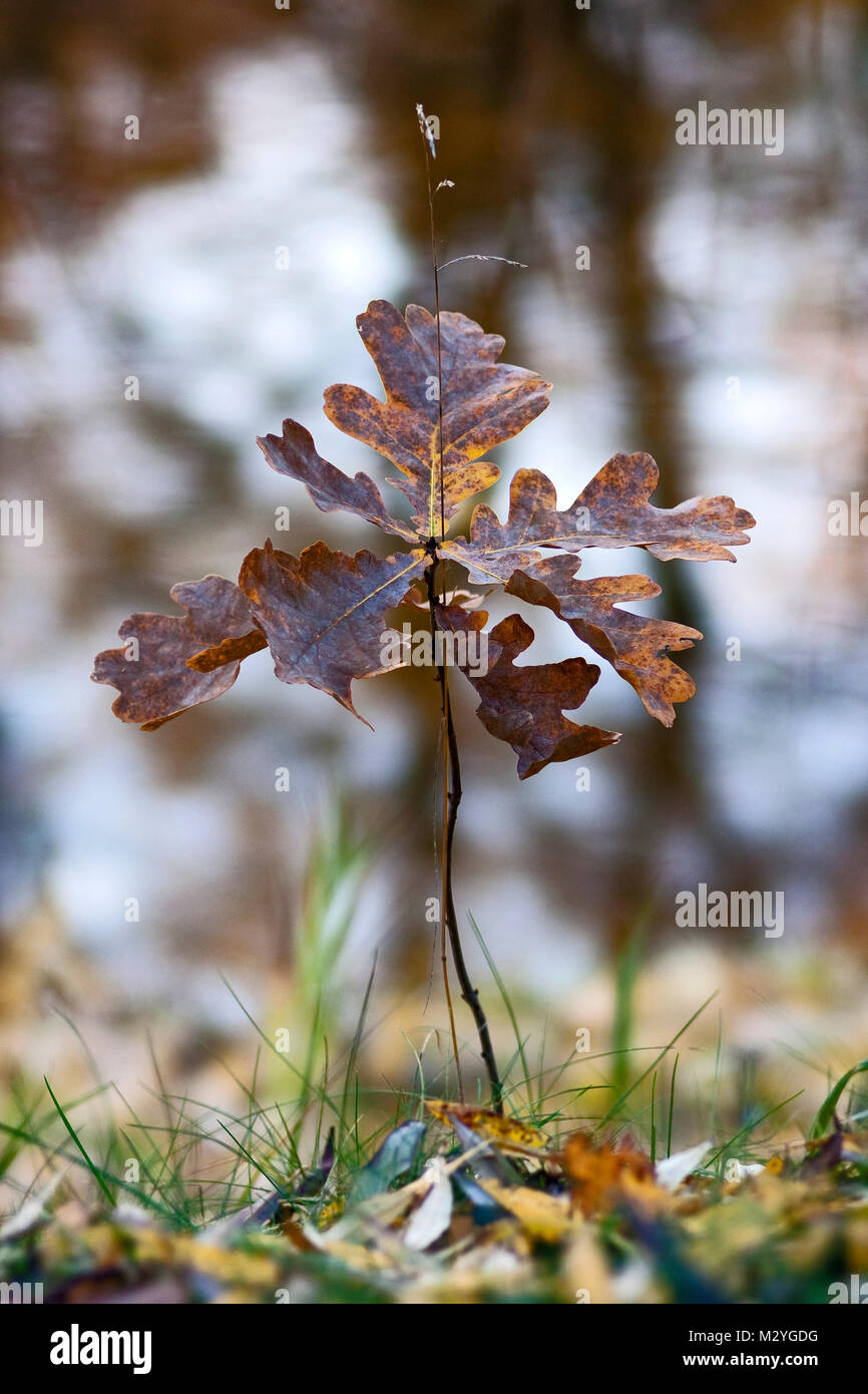 Junger Eichenbaum im Berliner Volkspark Alt-Mariendorf am Seeufer Stock ...