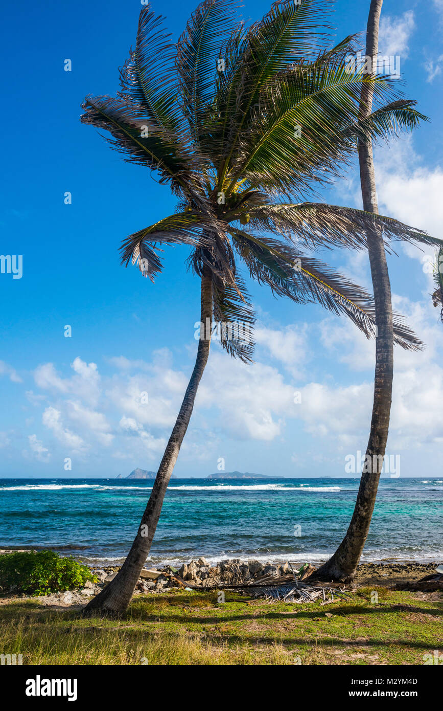 Palm tree, Bequia, St. Vincent and the Grenadines, Carribean Stock ...