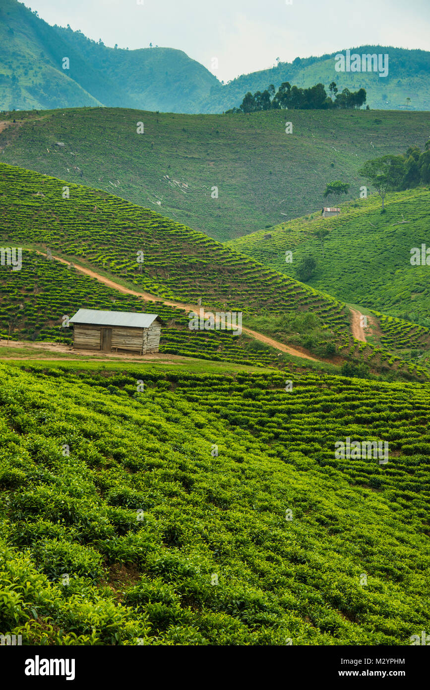 Tea plantation in the mountains of southern Uganda, Africa Stock Photo ...