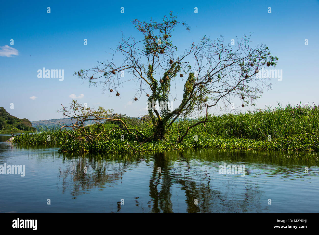 nile island, tree, Uganda, Africa Stock Photo - Alamy