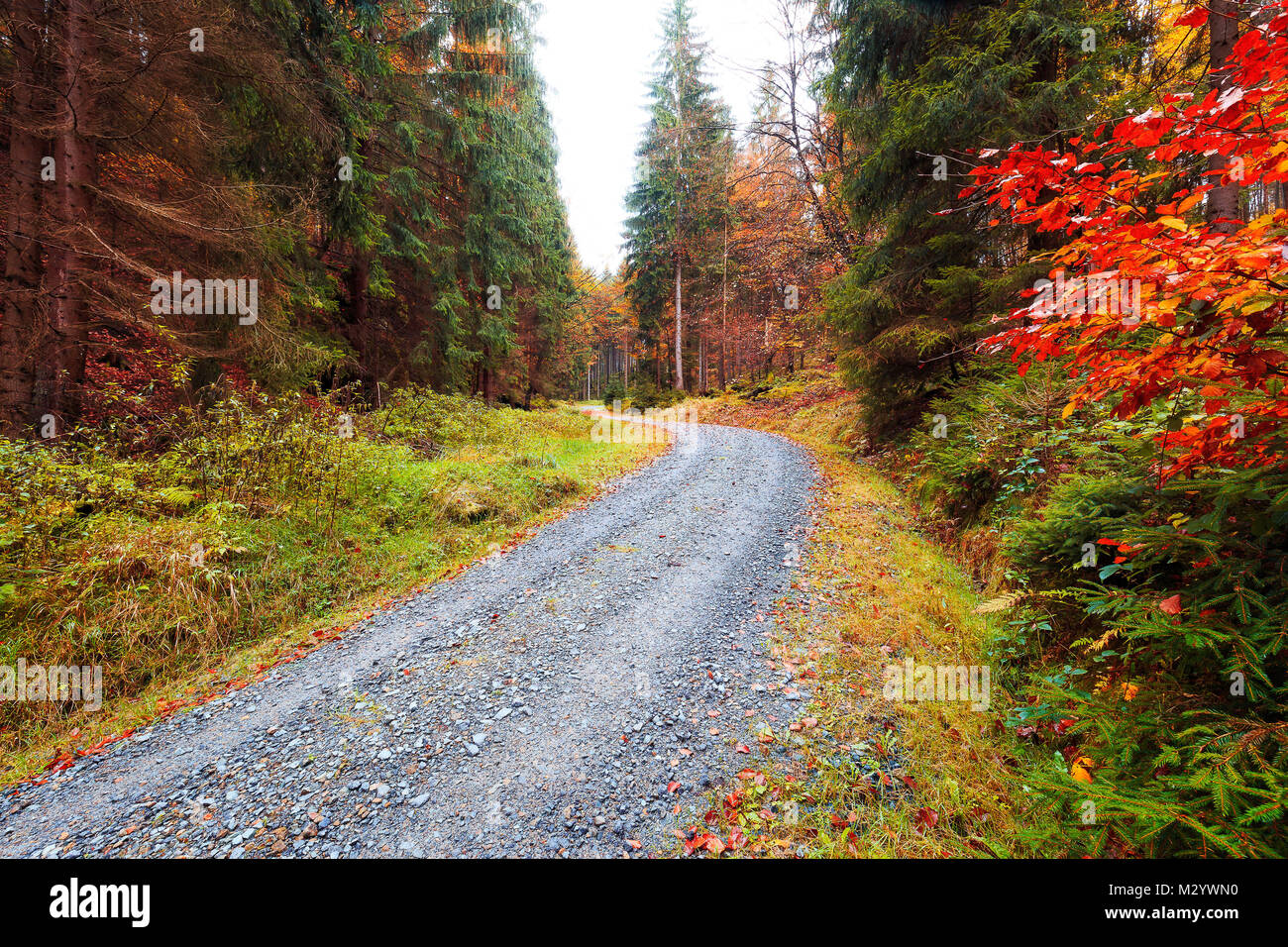 Road through a forest hi-res stock photography and images - Alamy