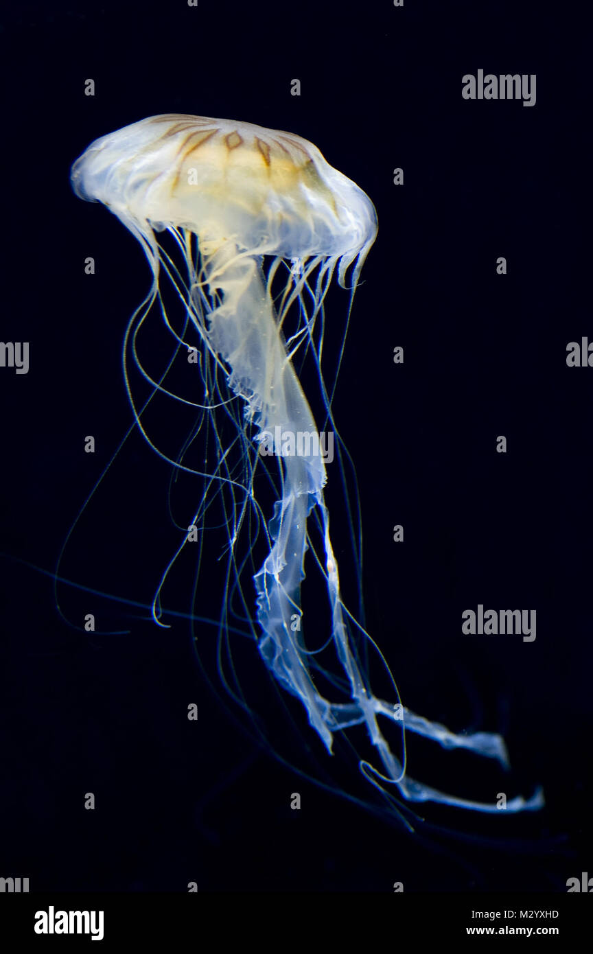 Kompassqualle hi-res stock photography and images - Alamy