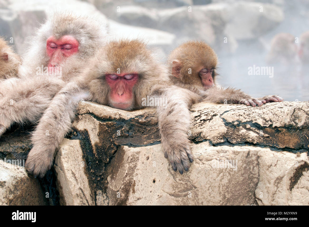 Japanese macaque or snow japanese monkey (Macaca fuscata) family in ...